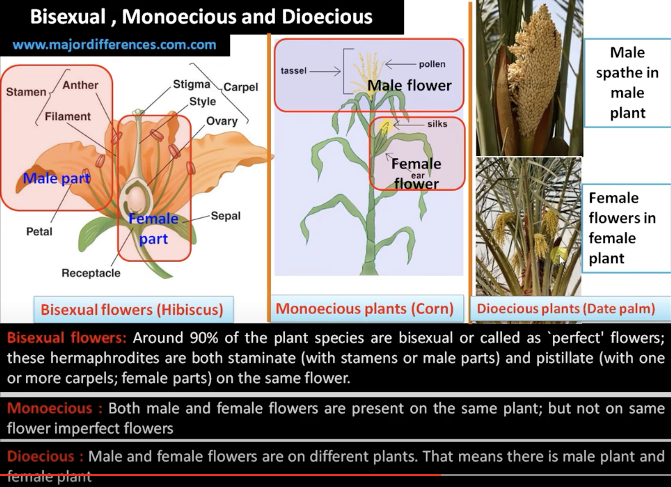 Dioecious And Non-Dioecious – Quran Talk Blog